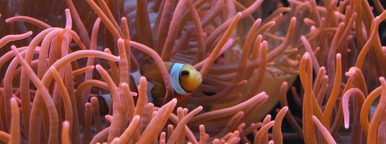 3 formas de relações simbióticas - Blog Mackenzie